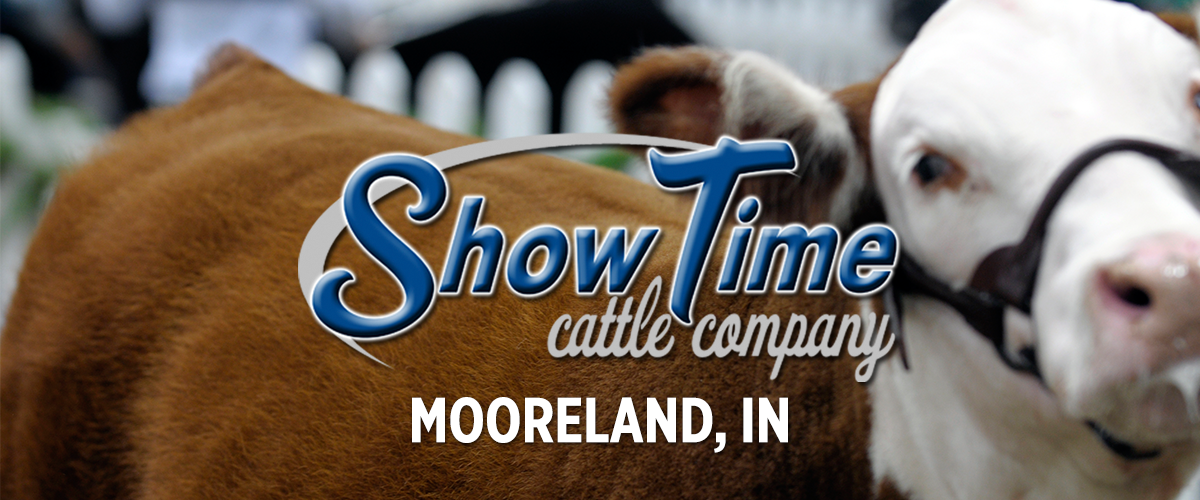 Showtime Cattle - Hereford Cattle in Mooreland, IN