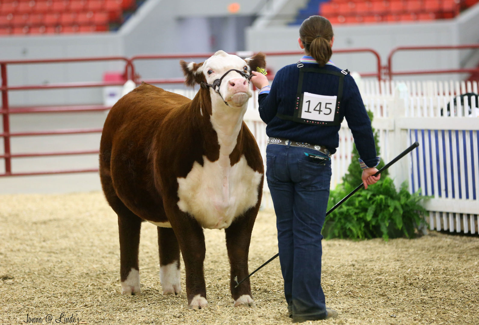Showtime Cattle - Hereford Cattle in Mooreland, IN