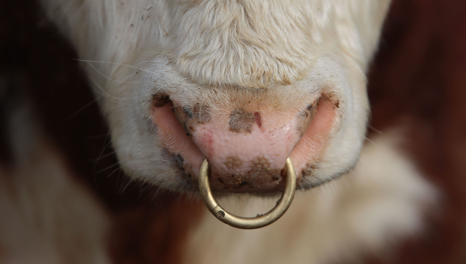 Showtime Cattle - Hereford Cattle in Mooreland, IN