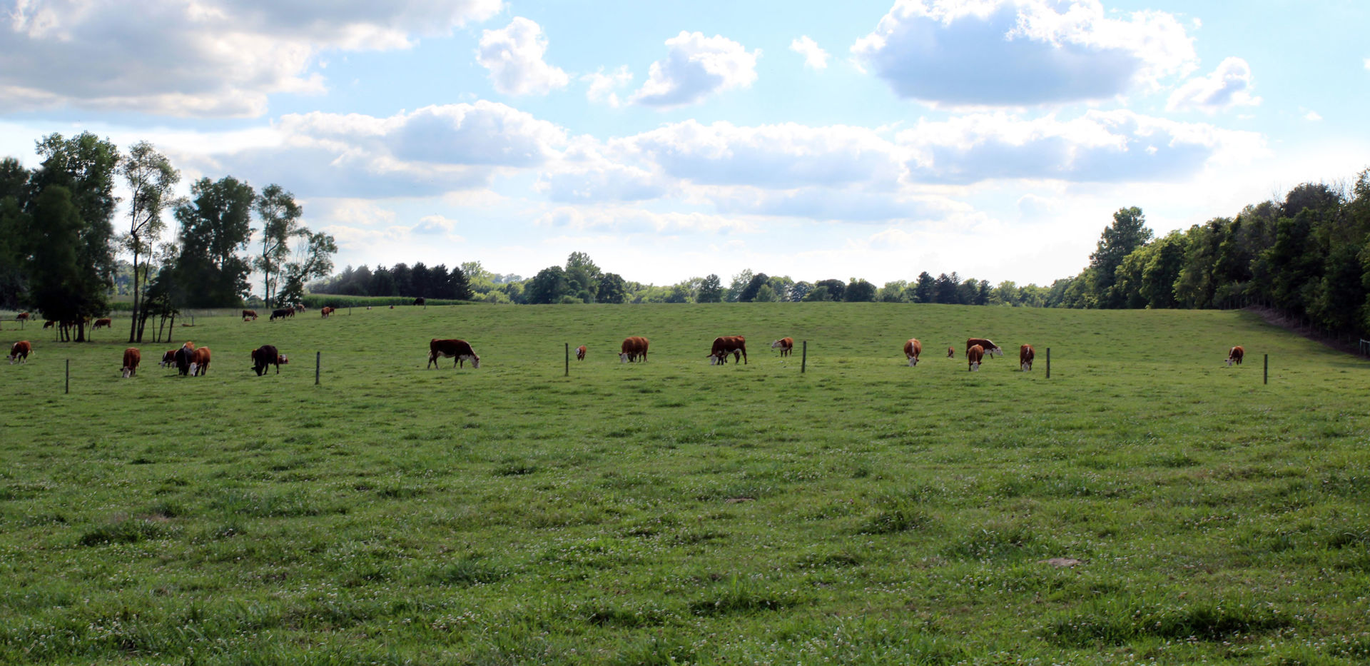 Showtime Cattle - Hereford Cattle in Mooreland, IN