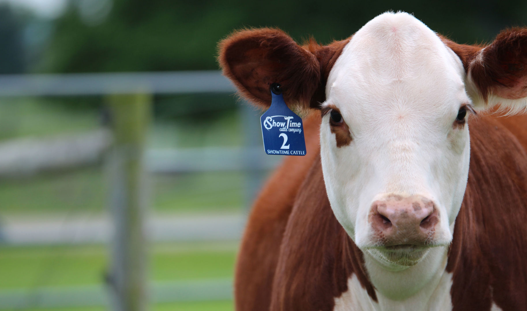Showtime Cattle - Hereford Cattle in Mooreland, IN