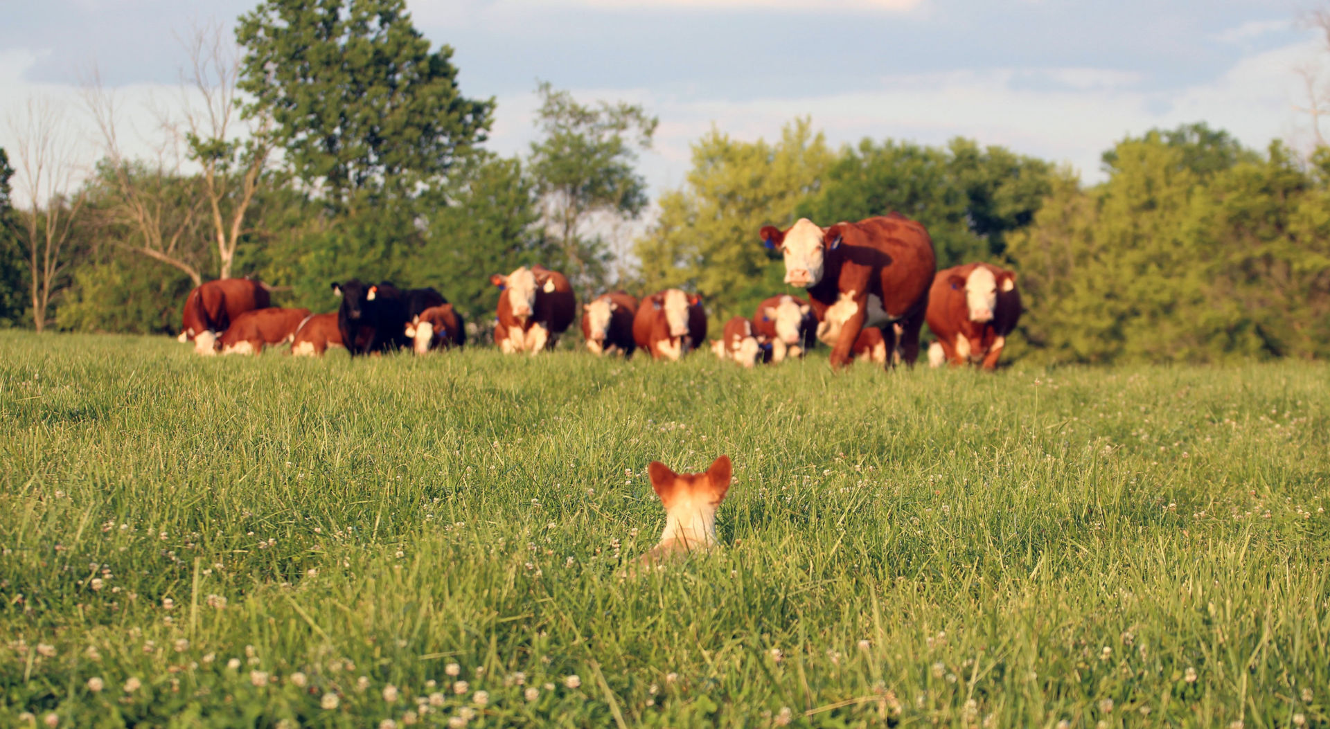 Showtime Cattle - Hereford Cattle in Mooreland, IN