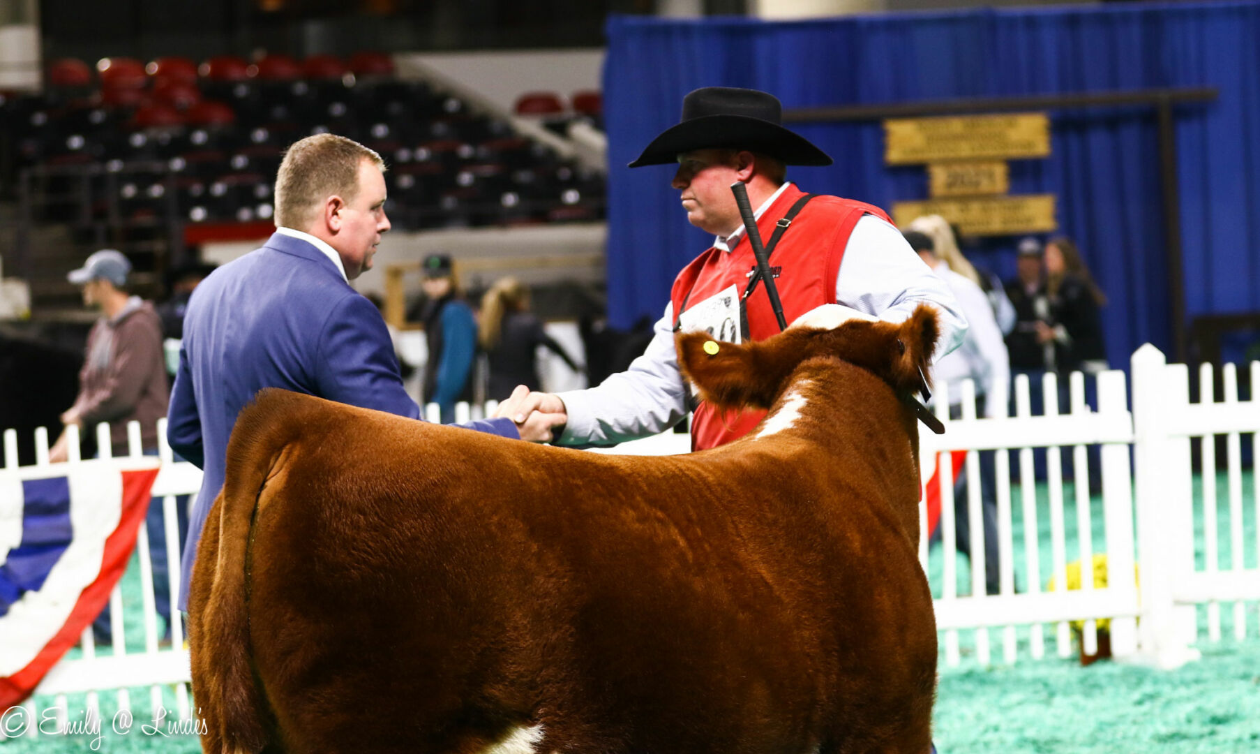 Showtime Cattle - Hereford Cattle in Mooreland, IN