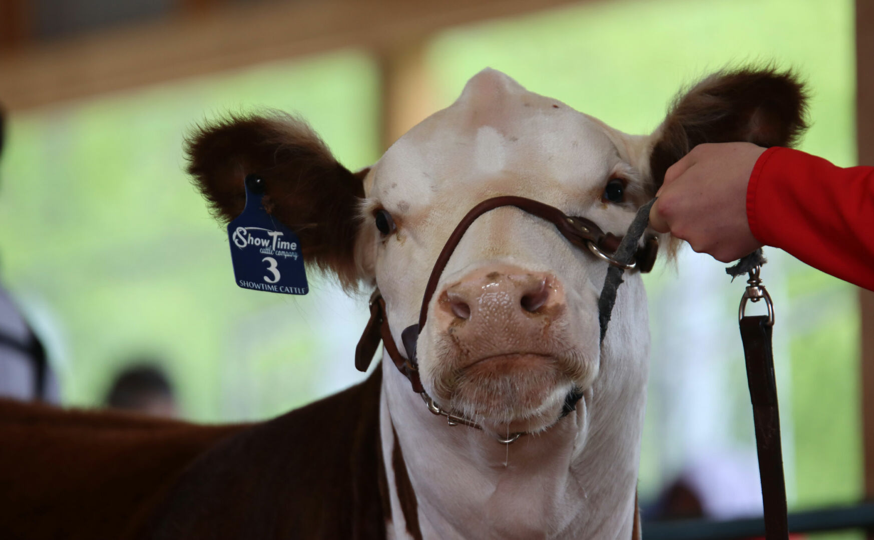 Showtime Cattle - Hereford Cattle in Mooreland, IN