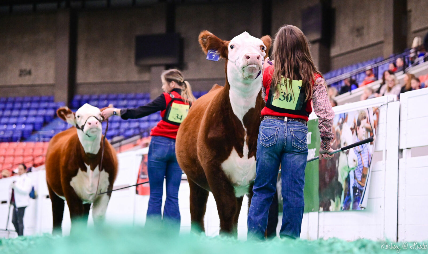 Showtime Cattle - Hereford Cattle in Mooreland, IN